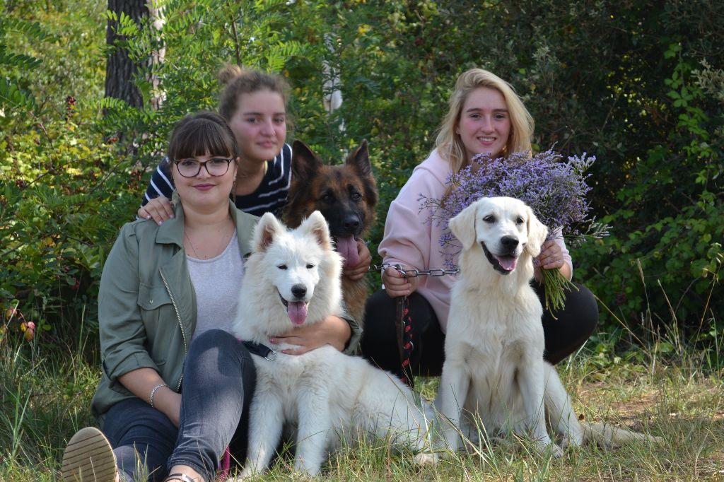 Accueil - Elevage Des Perles De L'estran - eleveur de chiens Cavalier ...